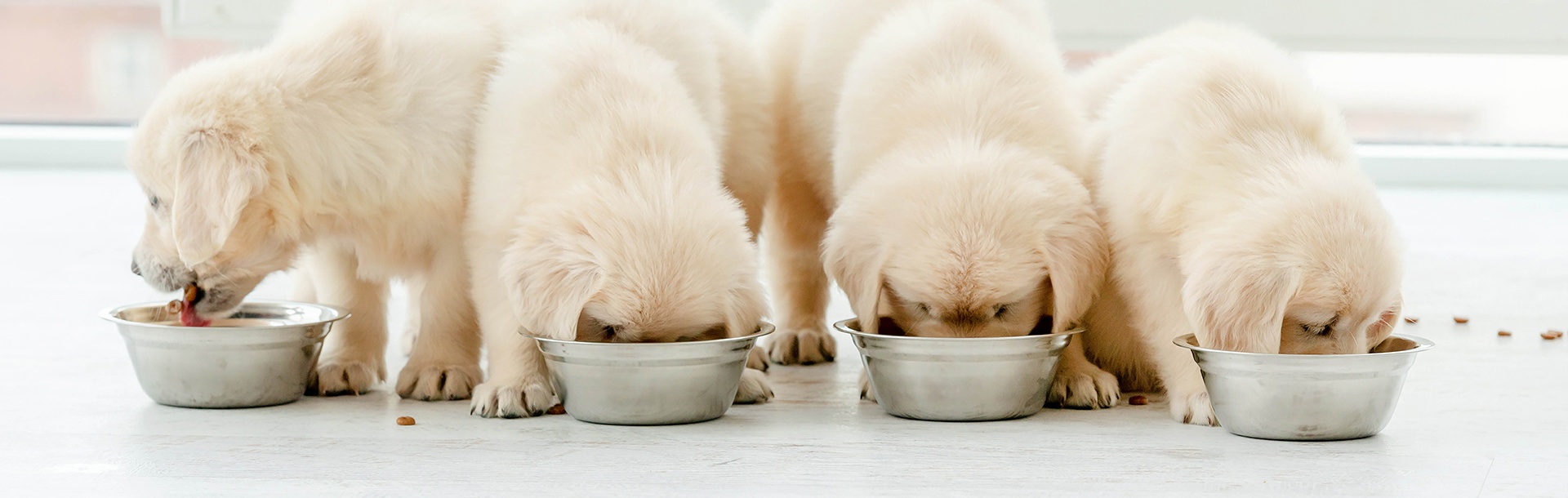 Hundefoder. Stort udvalg af Hundefoder.