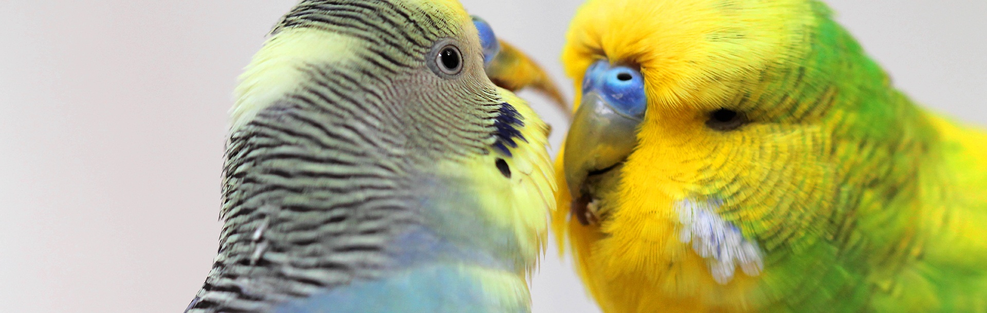 Vi har alt til fugle ⇒ Foder, fuglebure, legetøj osv. til fast lav pris