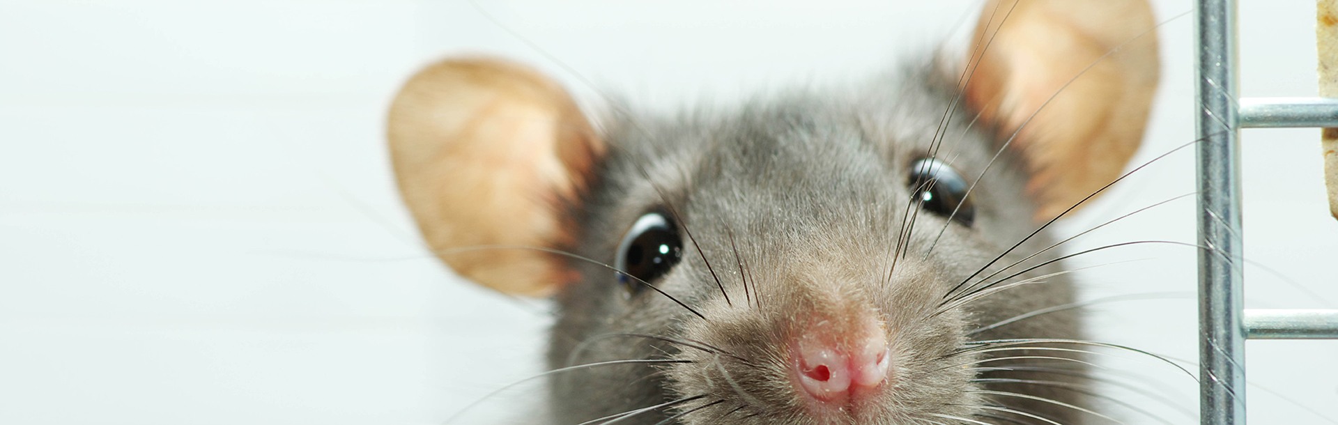 Mus - Rotte og Degu foder. Stort udvalg af Mus - Rotte og Degu foder.