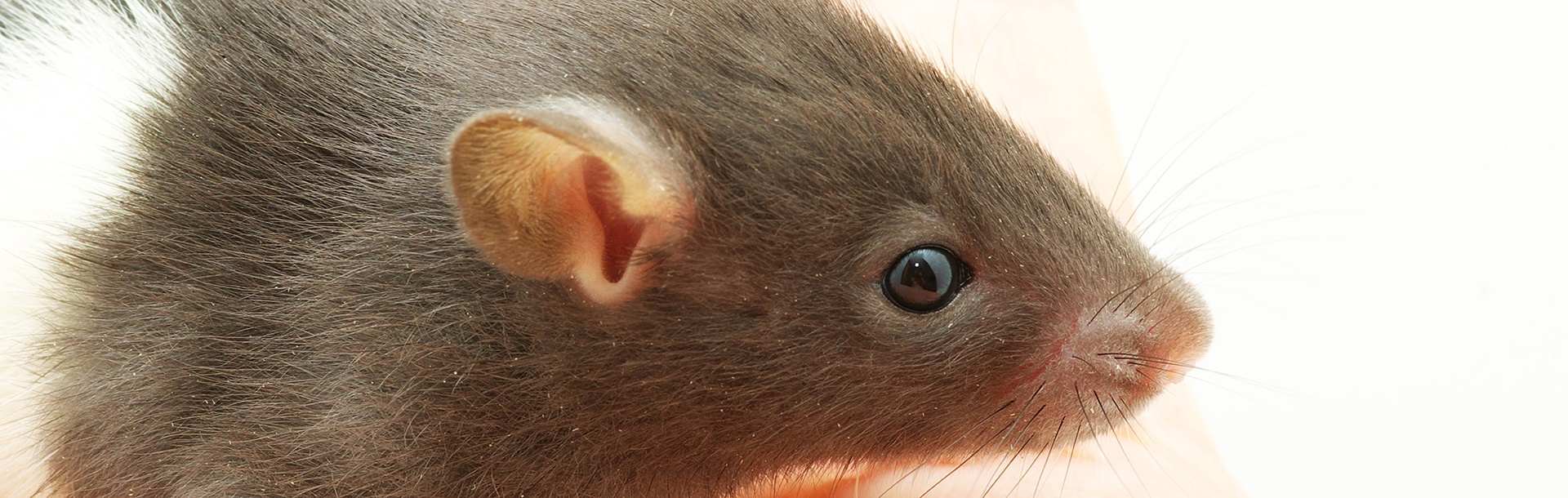 Mus og rotte seler og liner. Stort udvalg af Mus og rotte seler og liner.