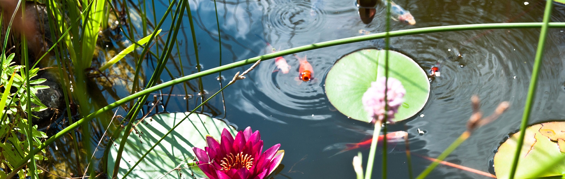 Havedamsfoder. Køb Koi foder og andet fiskefoder billigt her